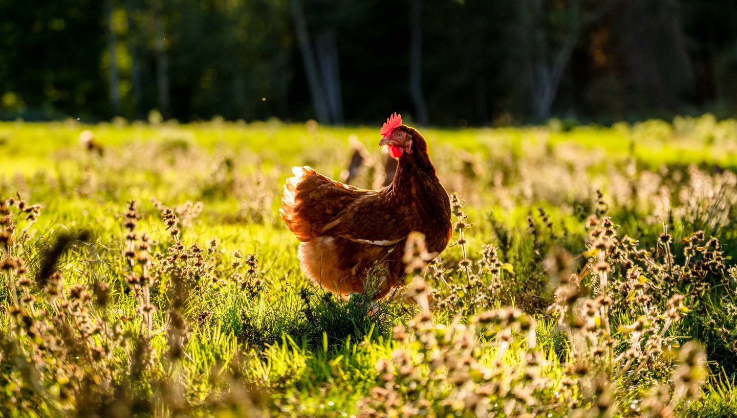 Our Hens — Pete & Gerry's